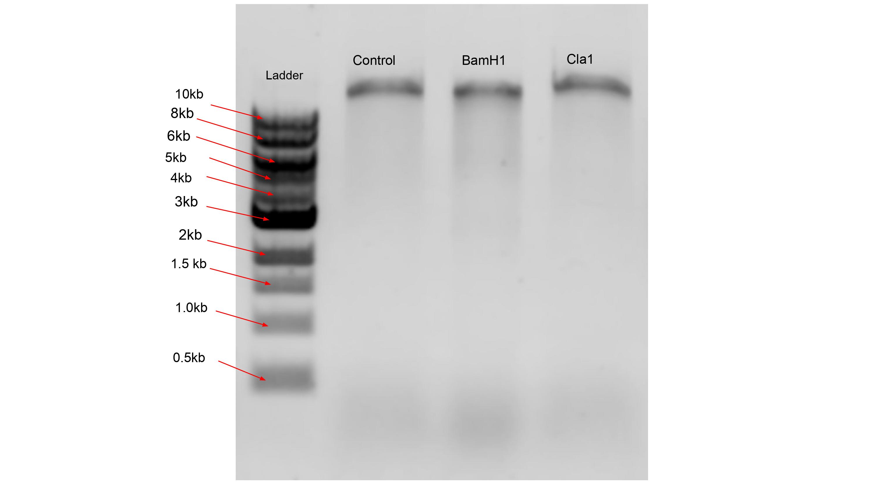 The Actinobacteriophage Database | Phage Piku