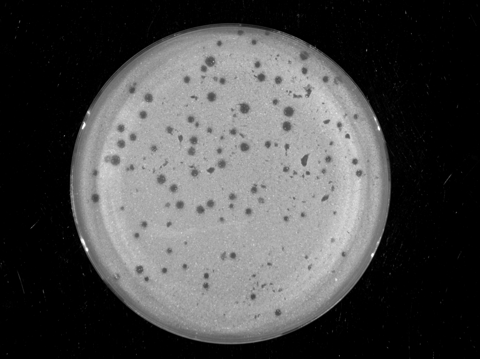 The Actinobacteriophage Database | Phage Timka